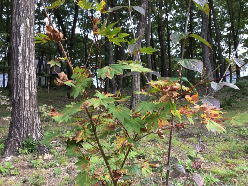 令和5年10月14日(土)AM8:30 - ひるがの高原リゾート 翠峯苑（すいほうえん） | 別荘・コテージ（新築・中古・土地）・貸別荘